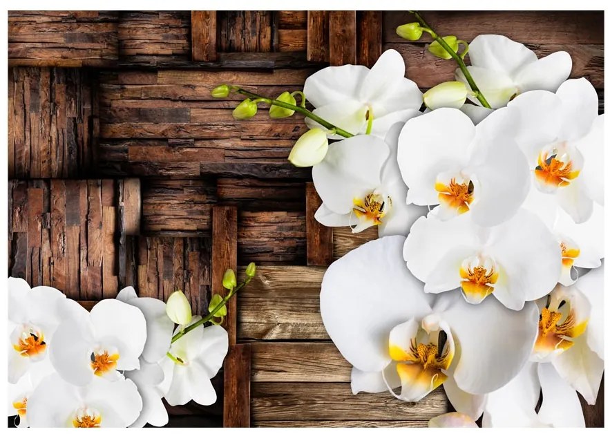 Fototapeta - Blooming orchids