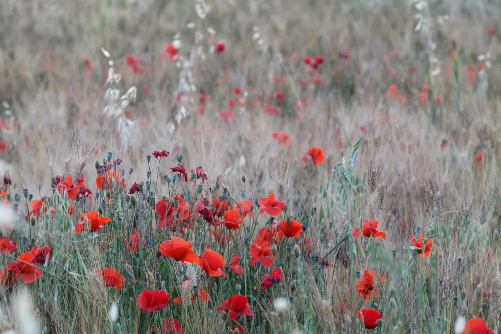 Fototapeta Poppy Field Hladký vinyl 368x254