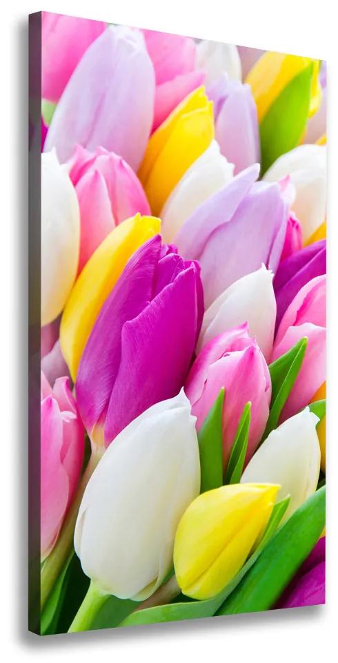 Wallmuralia Vertikální Foto obraz na plátně Barevné tulipány 50x100