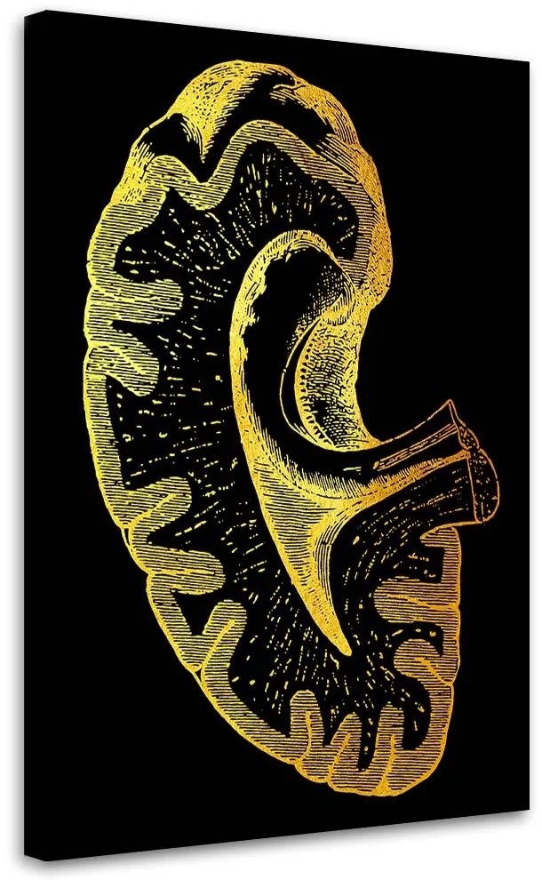 Gario Obraz na plátně Zlatá anatomie, Ledviny - Gab Fernando Rozměry: 40 x 60 cm