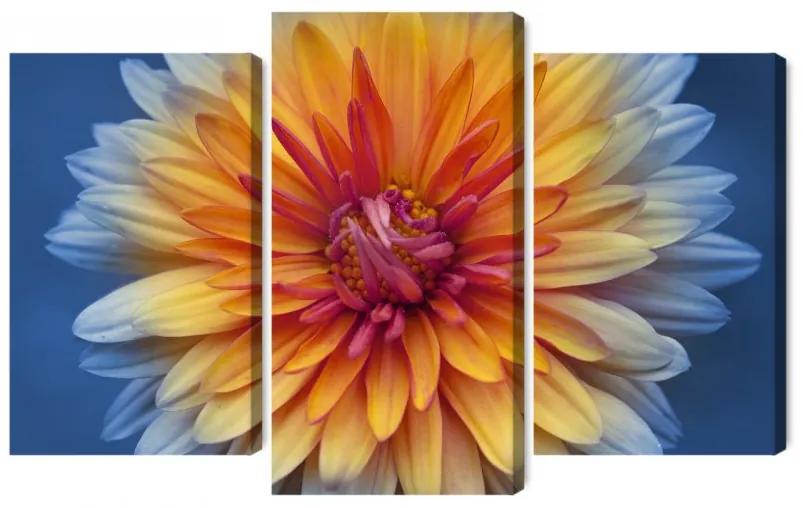 Vícedílný obraz Chryzantéma Květina Zblízka 3D Nedostatek Nedostatek Plátno Canvas 150x100