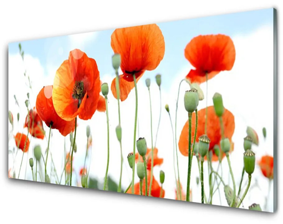 Obraz na skle Květiny Máky Louka Pole Příroda 125x50 cm