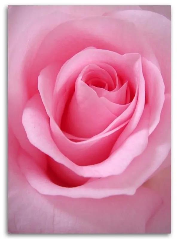 Obraz na plátně, Růžový květ rostlina - 70x100 cm
