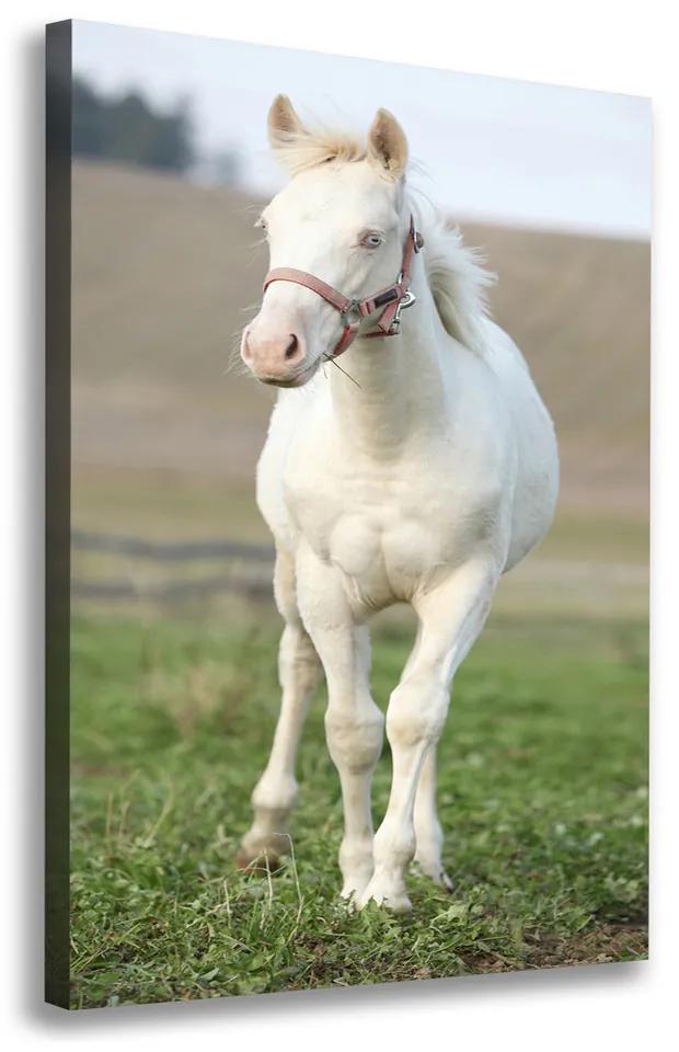 Wallmuralia Foto obraz na plátně do obýváku Kůň albín 70x100 cm