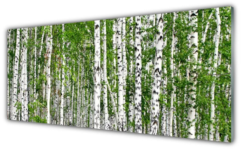 akrylový obraz Bříza Les Stromy Příroda 125x50 cm