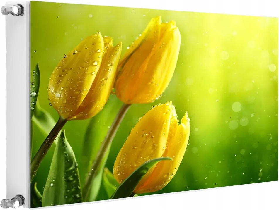 Magnet Na Radiátor 80x60 Tulipány Fototapeta