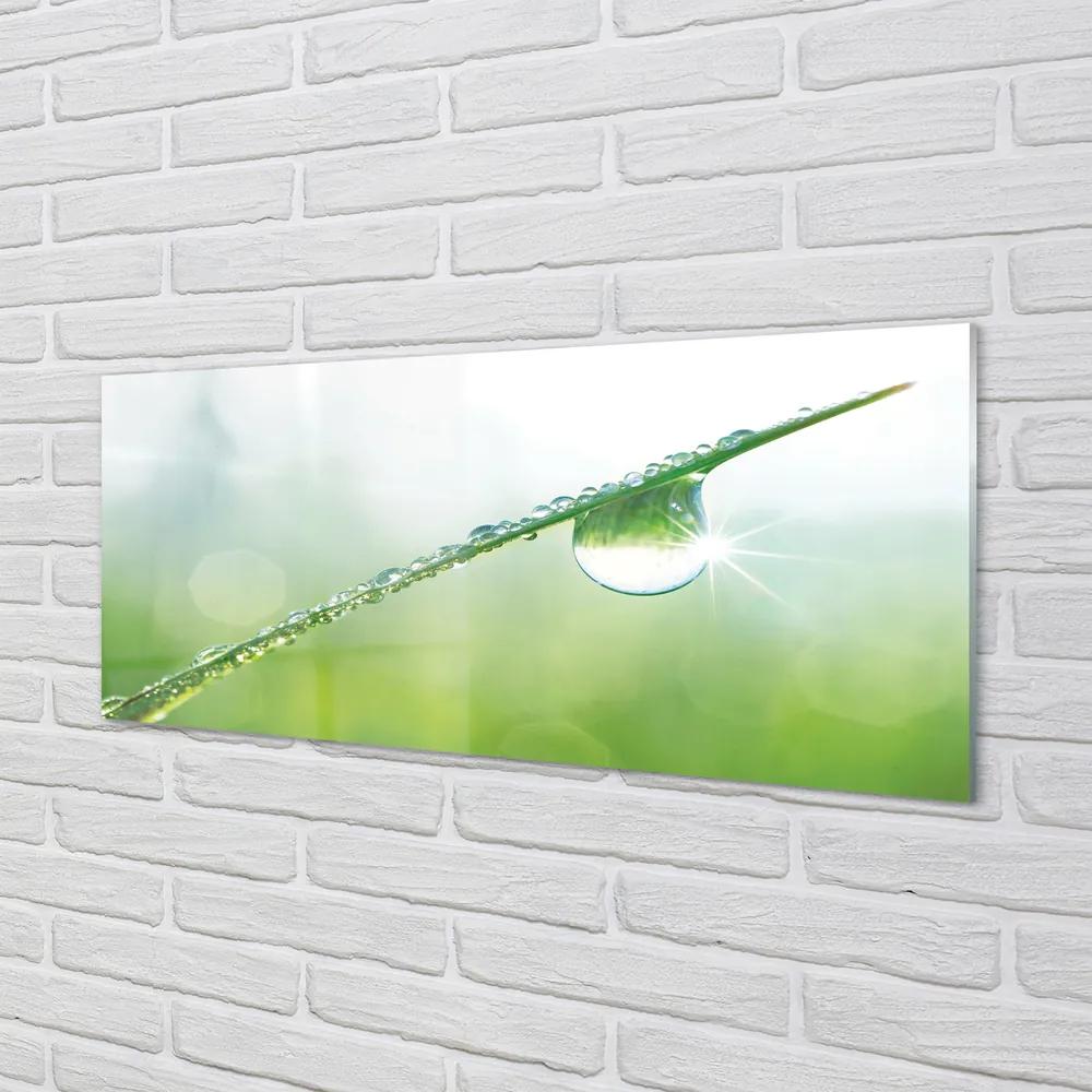 akrylový obraz Drop tráva makro 120x60 cm