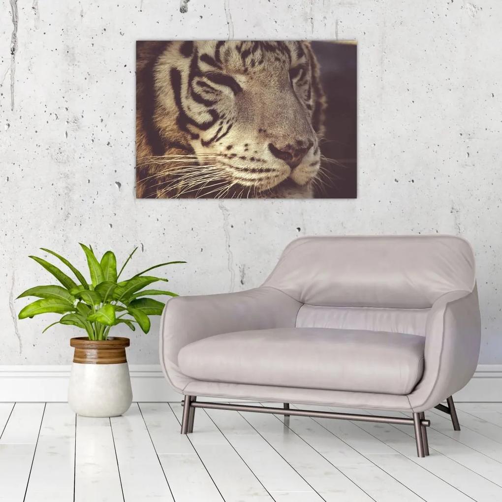 Skleněný obraz tygra (70x50 cm)