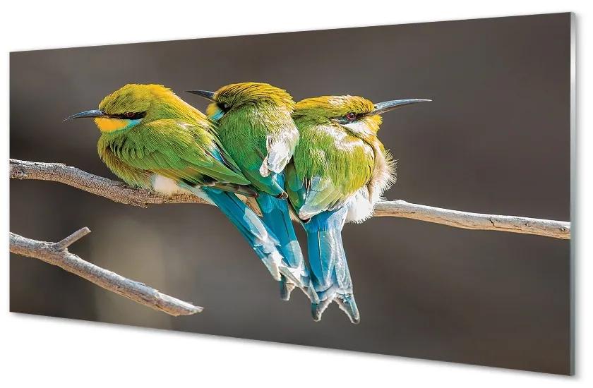 Obraz na skle Ptáci na větvi 120x60 cm