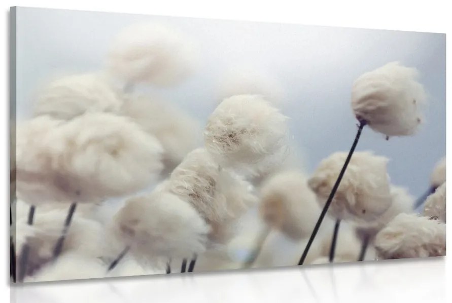 Obraz arktické květiny bavlny Varianta: 120x80