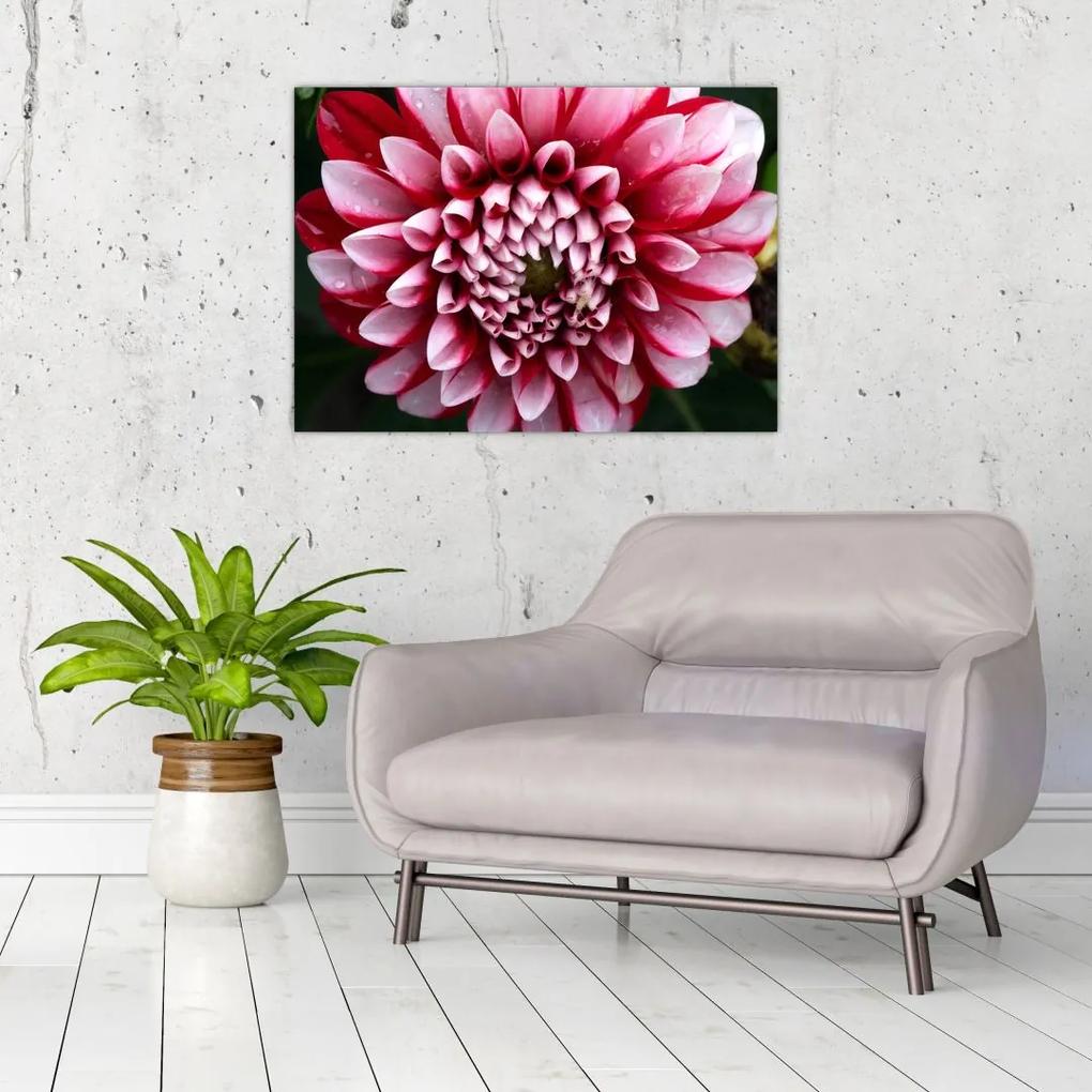 Skleněný obraz růžové jIřiny (70x50 cm)