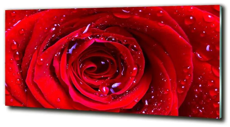 Wallmuralia Foto obraz sklo tvrzené Květ růže 125x50 cm