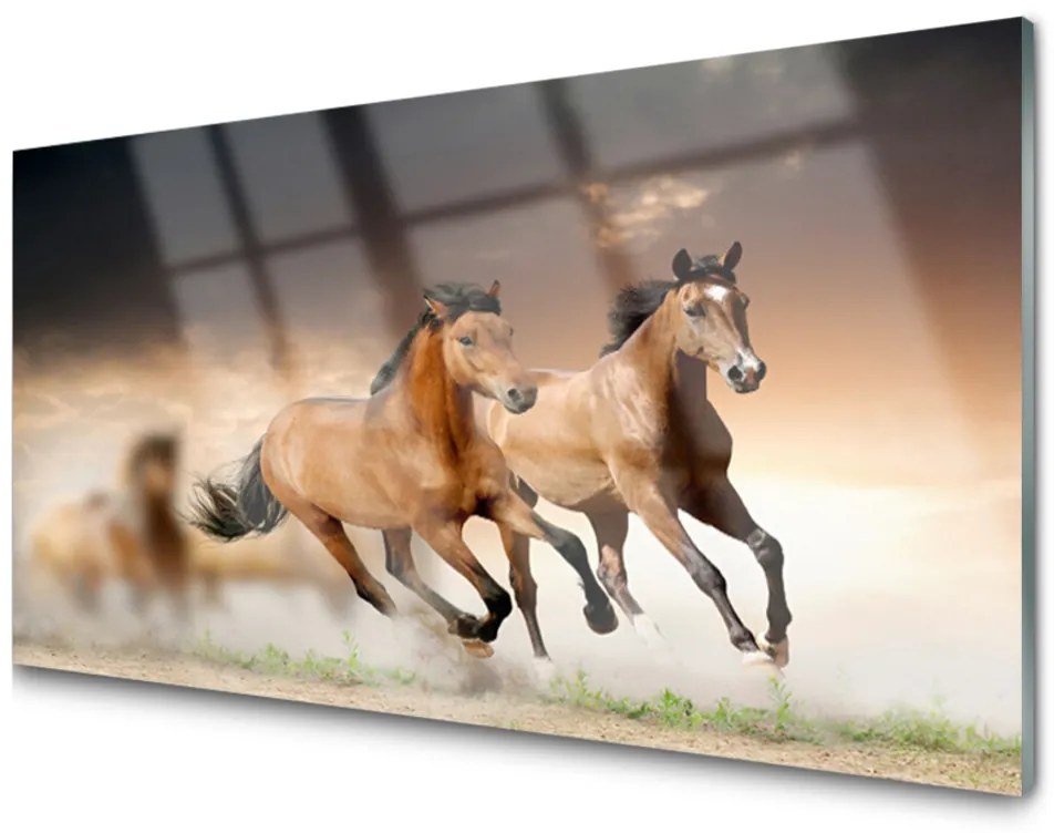 Obraz na skle Skleněný Koně Zvířata