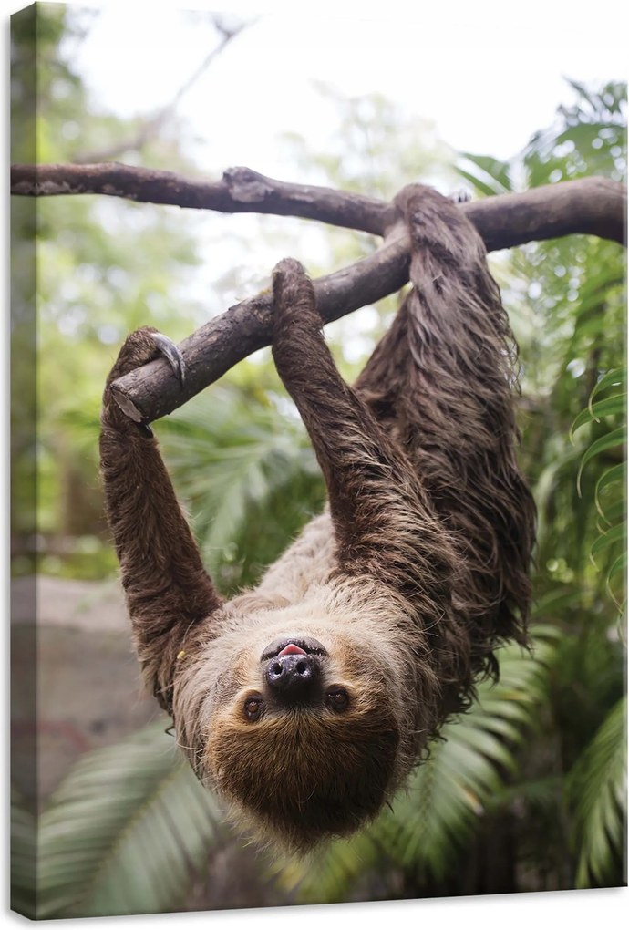 Obraz 50x70 Lenochod visí strom džungle klid sladká příroda zblízka