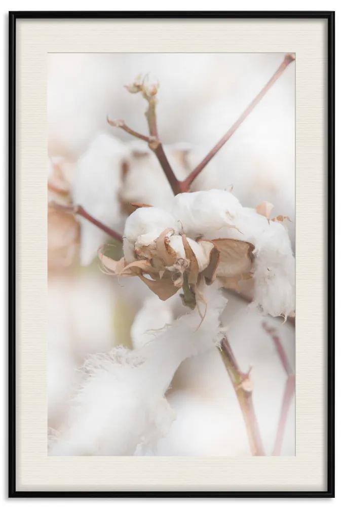 Plakát Větve bavlny - přírodní rostlinný snímek v boho stylu