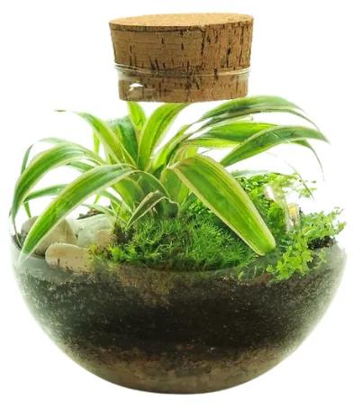 Gardners Skleněná váza PRESLIA, průměr 18 cm - osázené vlhkomilně