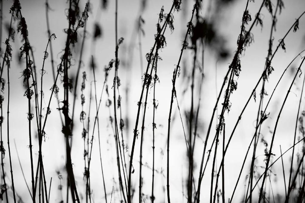 DIMEX | Samolepicí vliesová fototapeta na zeď Černobílá tráva MA-5-1733 | 375 x 250 cm | bílá, černá