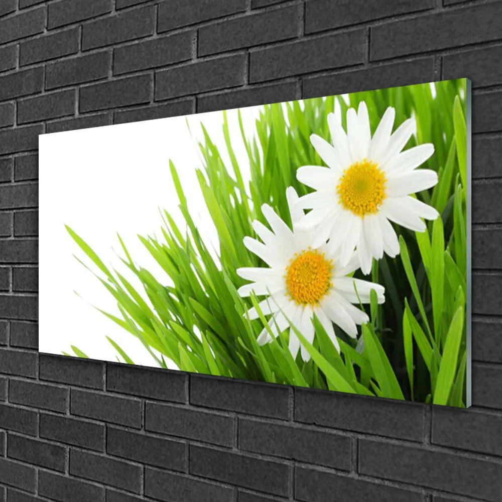 Obraz na skle Sedmikráska Květ Příroda 140x70 cm