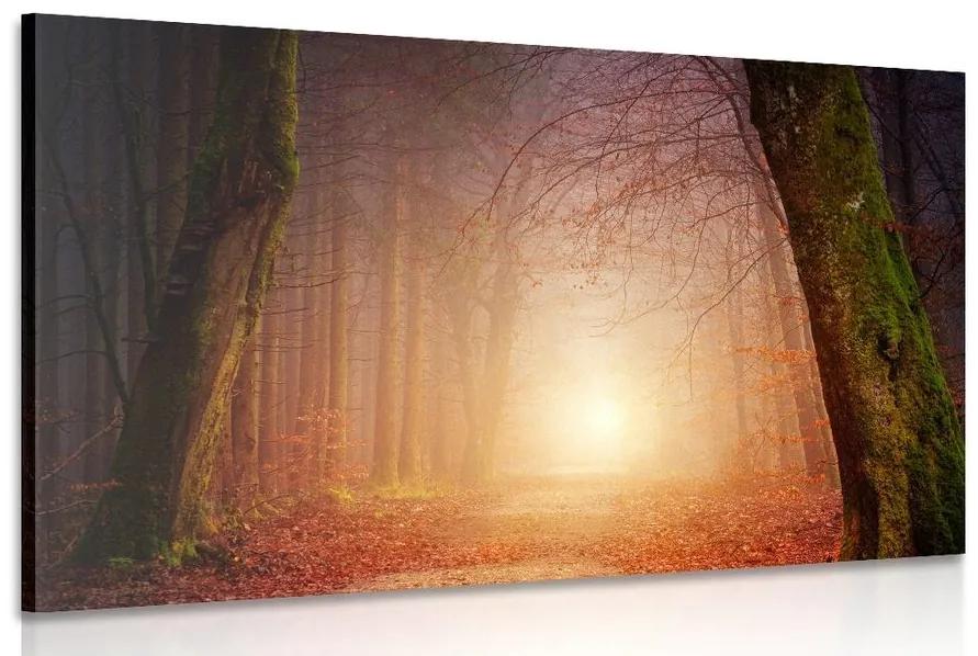 Obraz les v pohádkových barvách - 120x80 cm