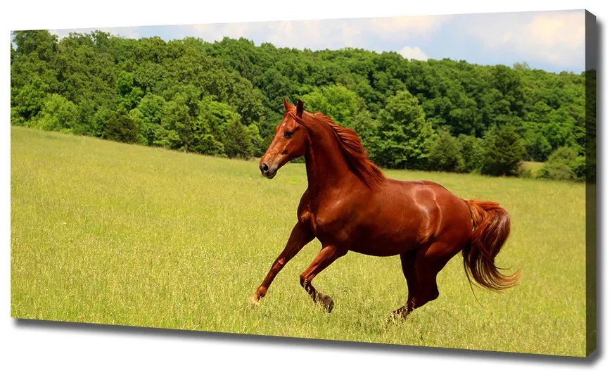 Wallmuralia Foto obraz tištěný na plátně Kůň na louce 120x60 cm