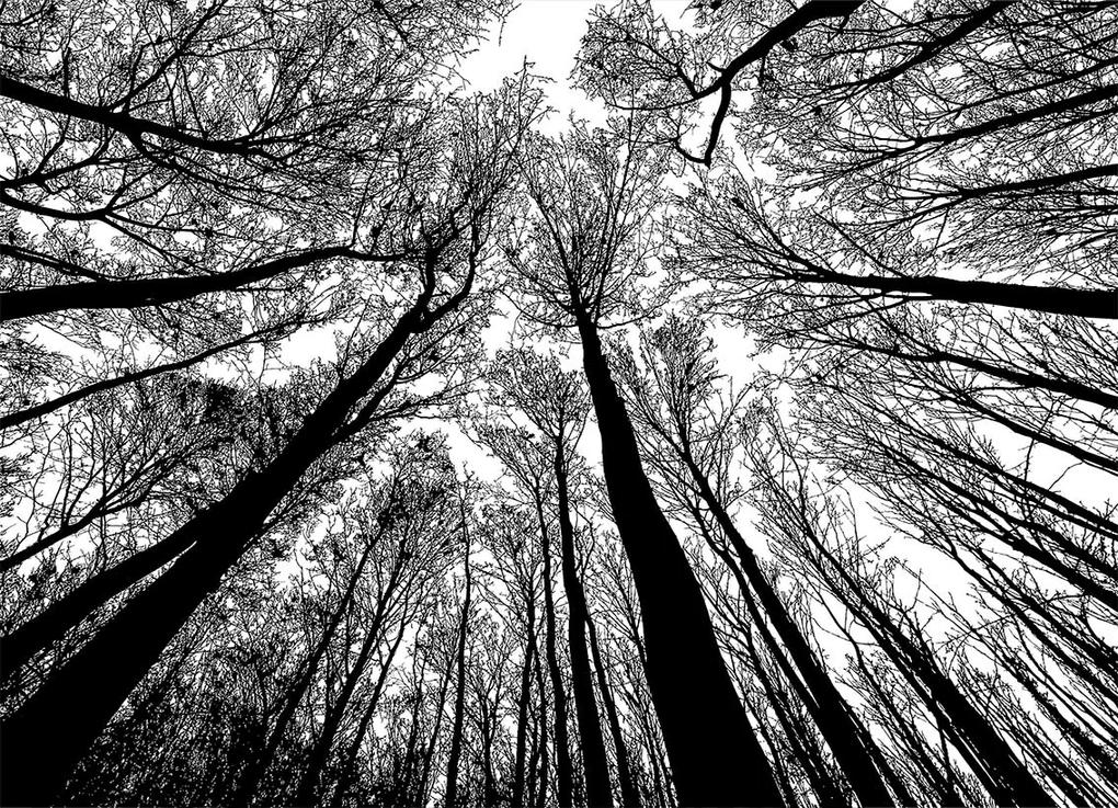 Malvis ® Tapeta černobílé koruny stromů Vel. (šířka x výška): 288 x 200 cm