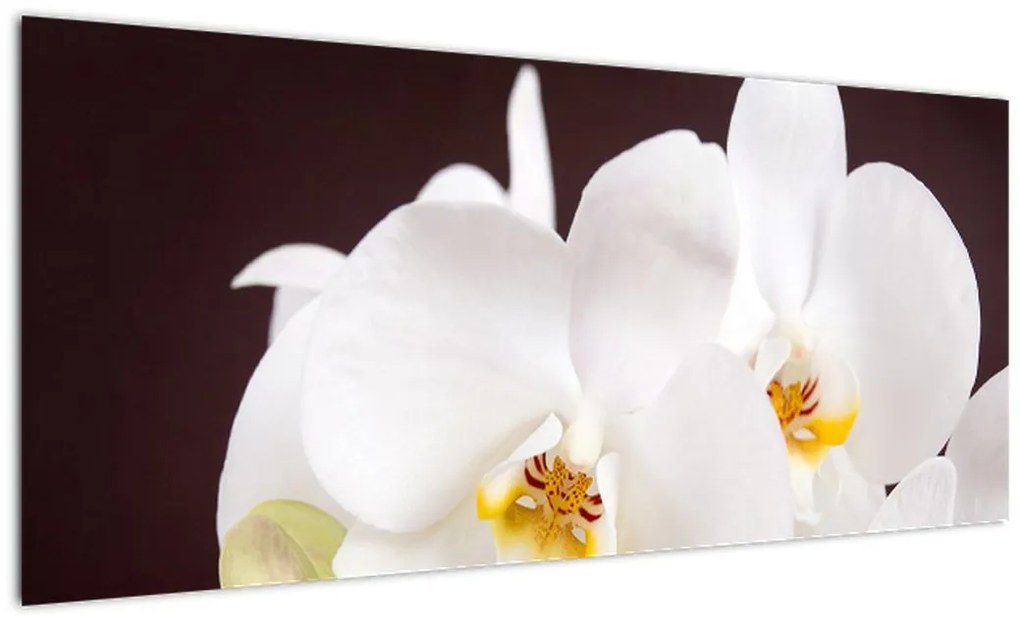 Orchidej - obraz (100x40cm)