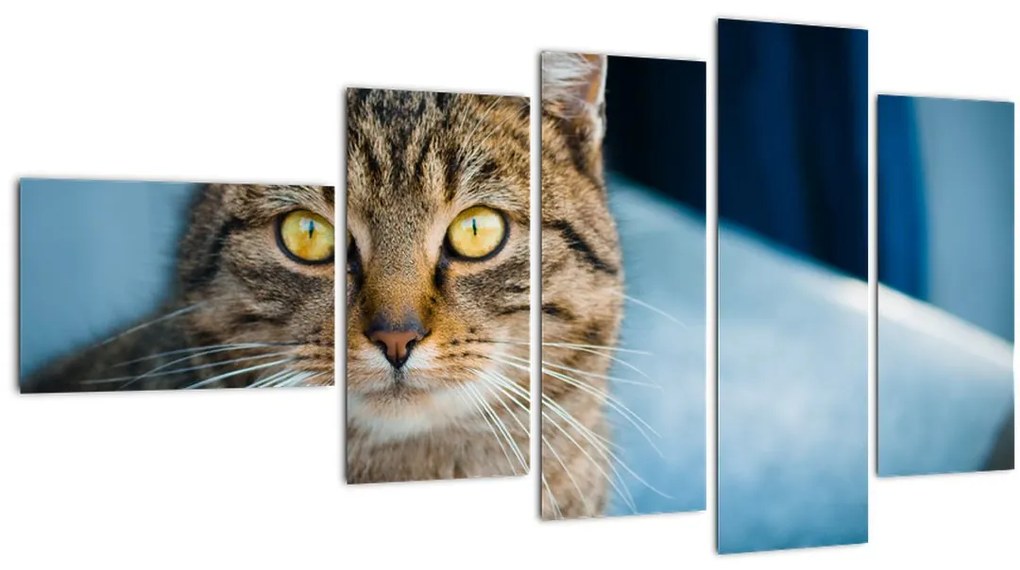 Obraz - Kočka domácí (110x60 cm), 40 dalších rozměrů