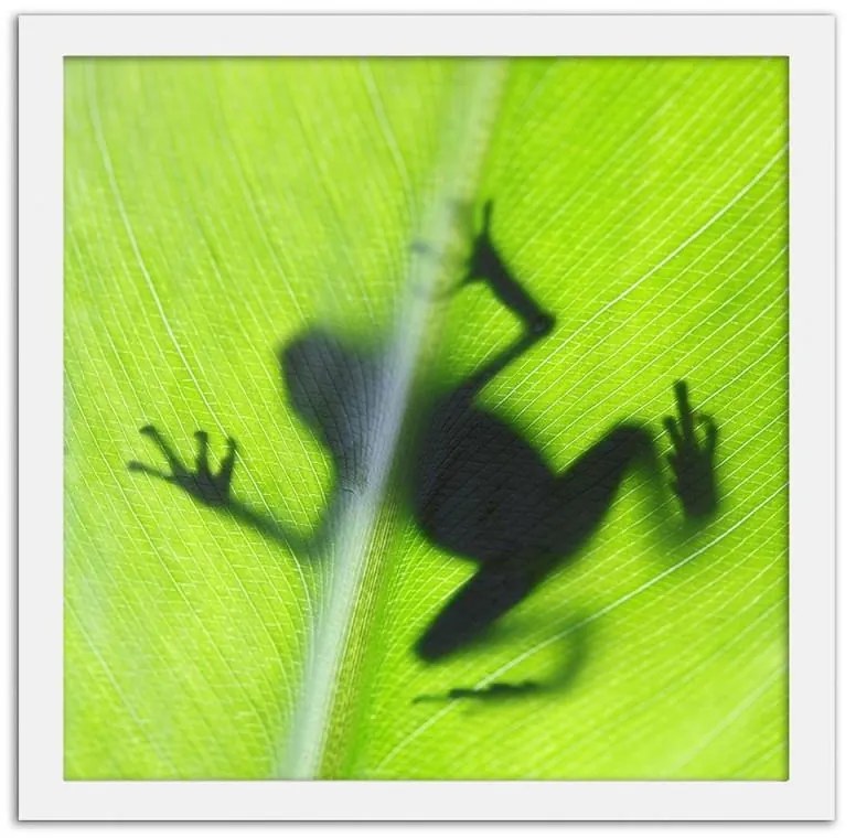 CARO Obraz v rámu - Frog On A Green Leaf 20x20 cm Bílá