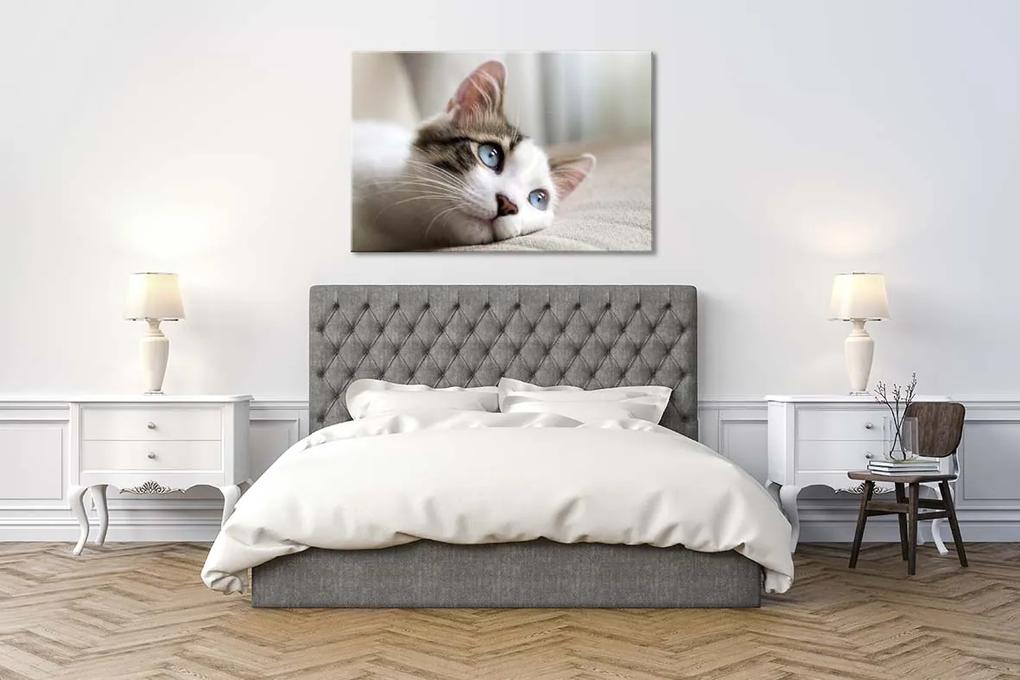 Obraz kočičí pohled Velikost (šířka x výška): 45x30 cm