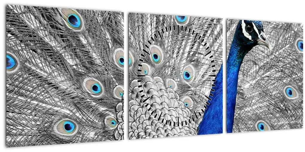 Obraz - modrý páv (s hodinami) (90x30 cm)