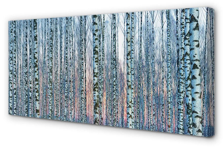 Obrazy na plátně Březového lesa při západu slunce 100x50 cm