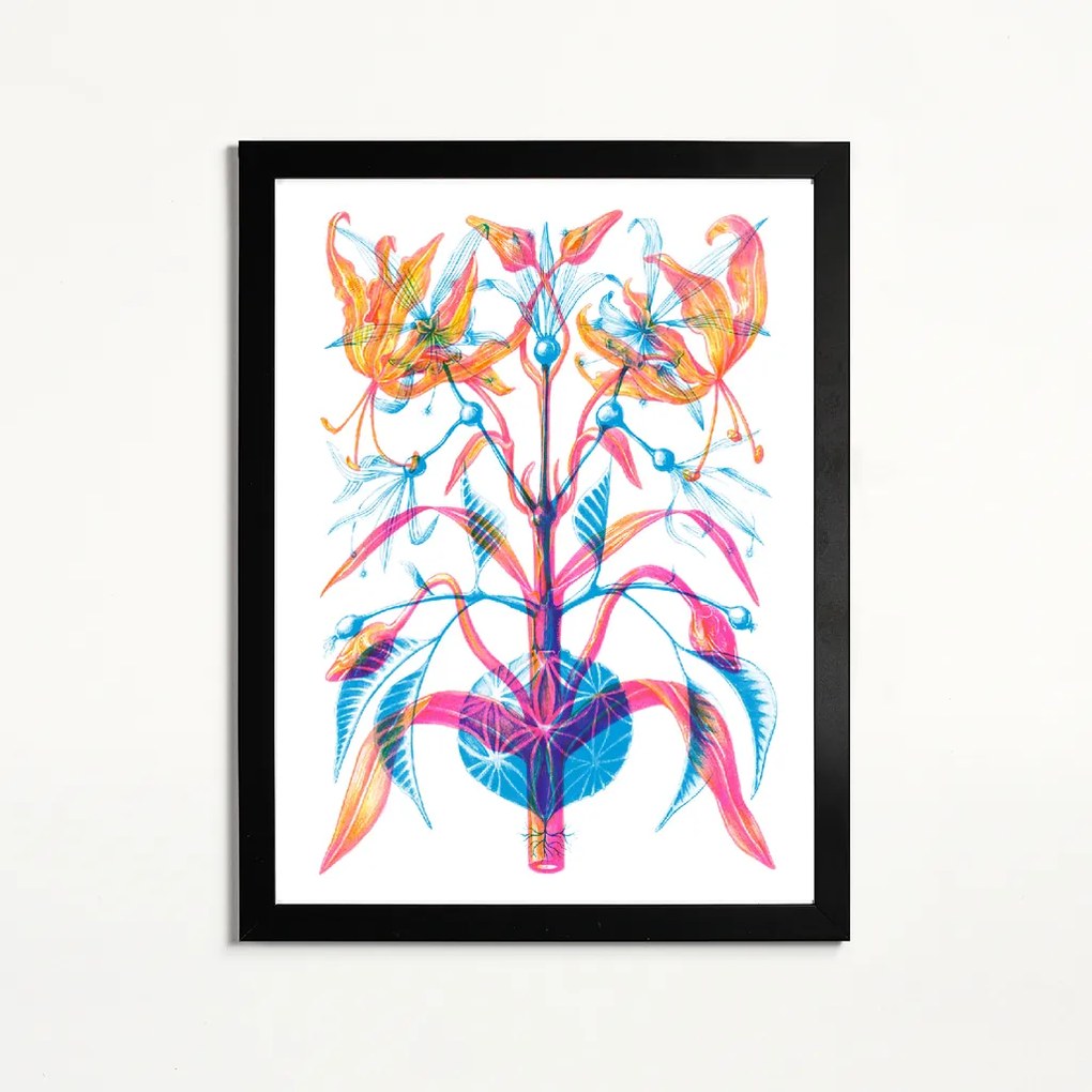 Filip Šenkeřík | Hybrid II – Lilencyclia Liliaceum Rám: Bez rámu, Velikost: 30 x 20 cm