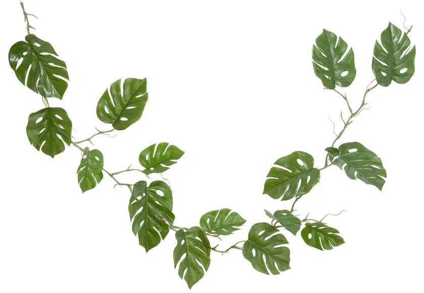 philodendron fuzzy petiole Philodendron Fuzzy Petiole – Lost in the Forrest