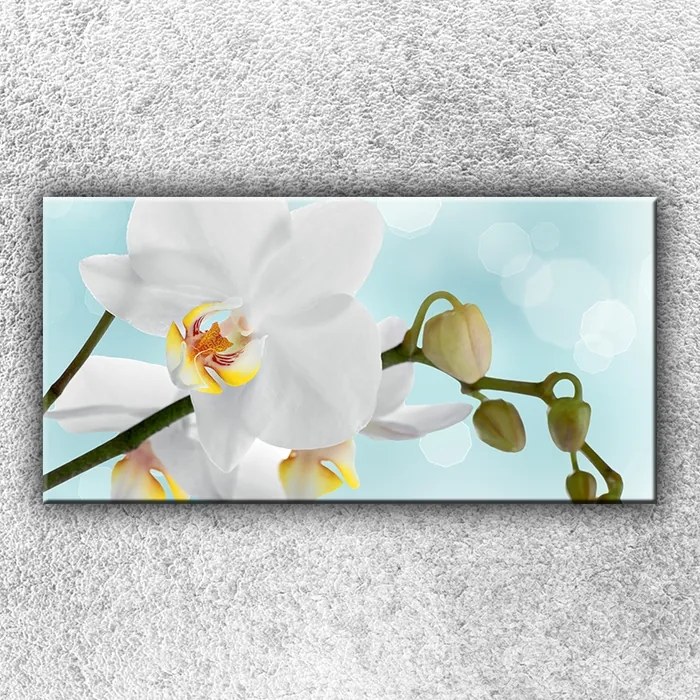Obraz na zeď Bílá orchidej 2