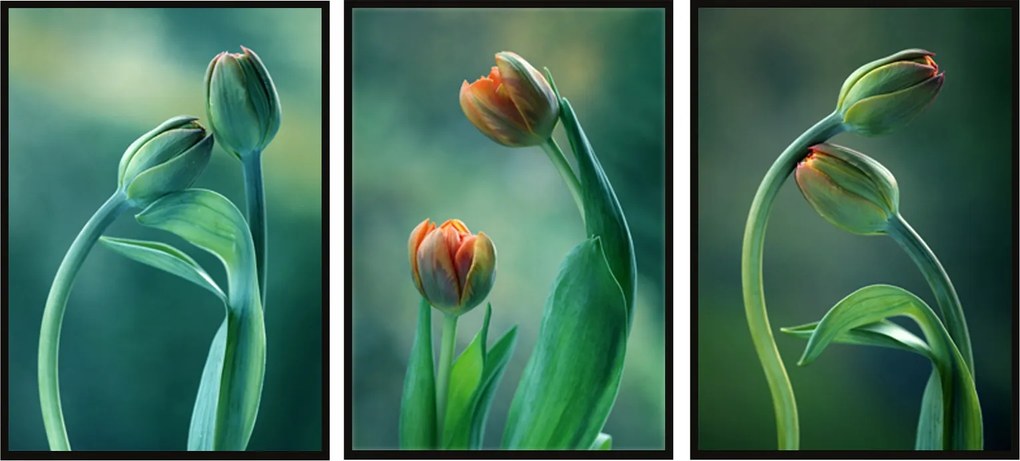 Obraz V Rámu 43x33 cm Triptych Sada 3 obrazů Tulipány Květiny Pole P2002