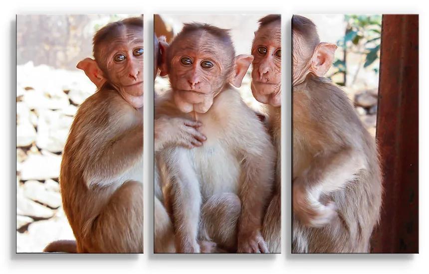 Sablio Obraz - 3-dílný Opičky - 120x80 cm