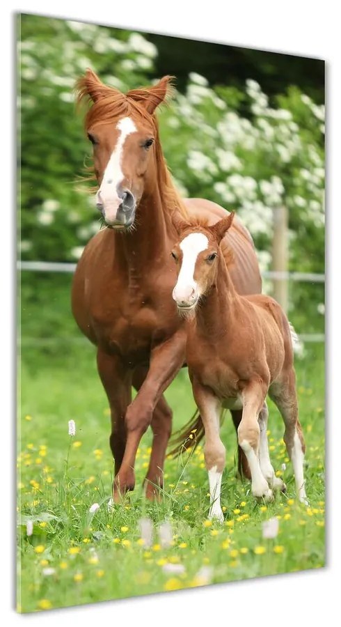 Wallmuralia Foto obraz fotografie na skle Kobyla a hříbě 60x120 cm