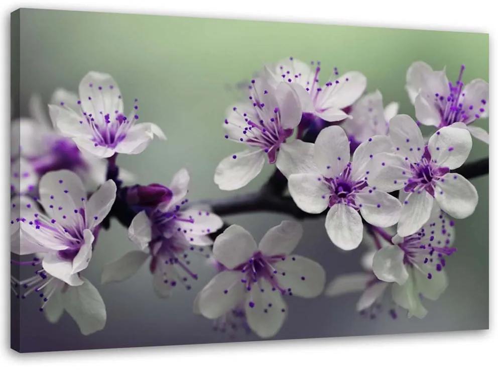 Gario Obraz na plátně Květiny na stromě Rozměry: 60 x 40 cm