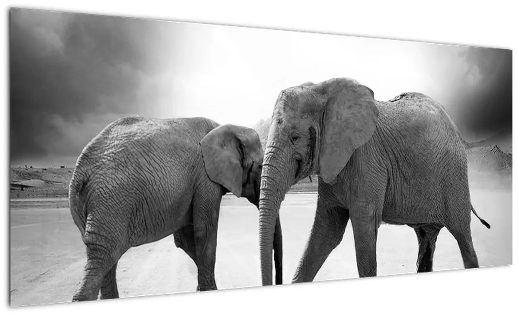Obraz - sloni (100x40cm)