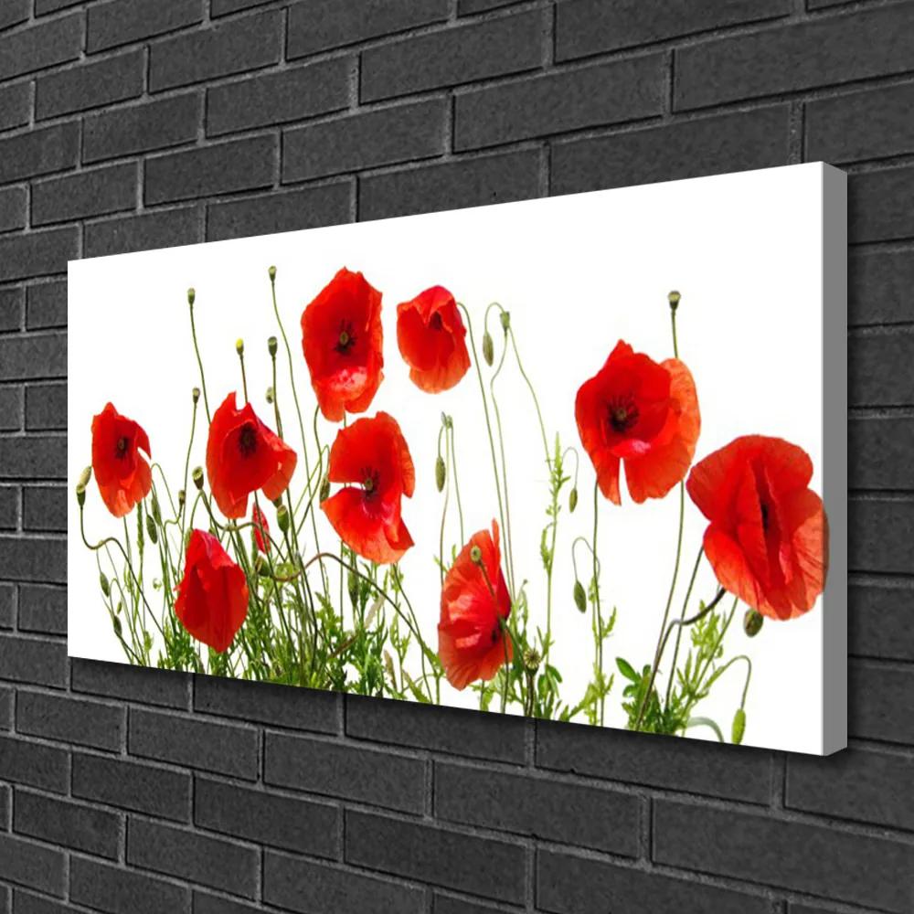 Obraz na plátně Máky Květiny Příroda 100x50 cm