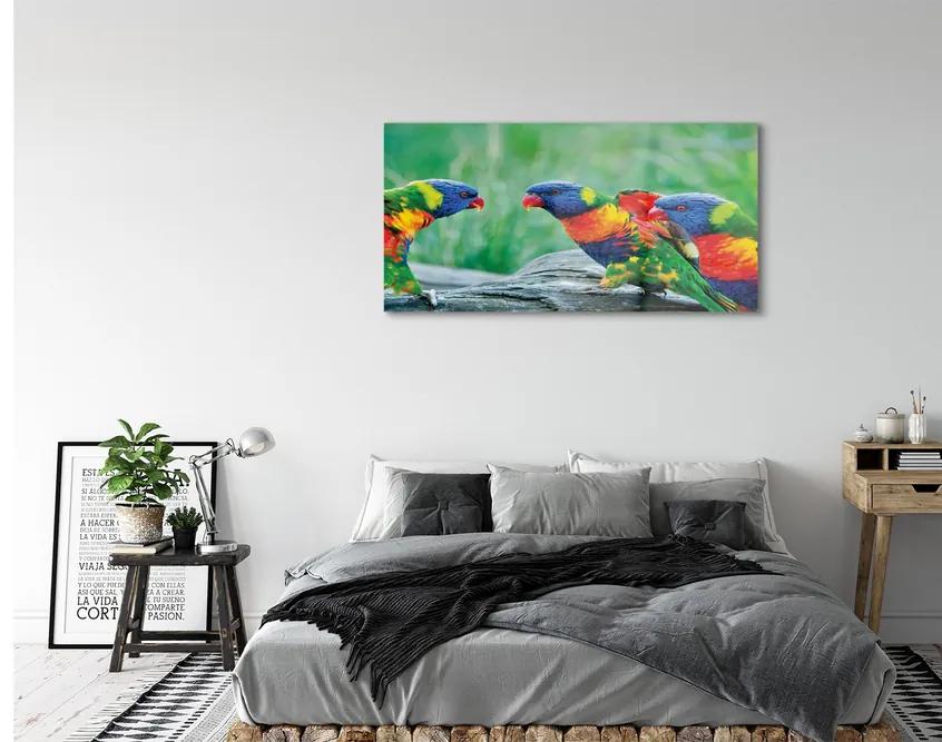 akrylový obraz Barevný papoušek stromu 125x50 cm