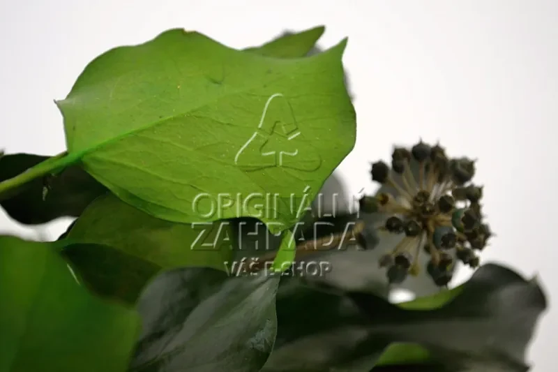 Hedera Arborea Fruits Green - zelená | BIANO
