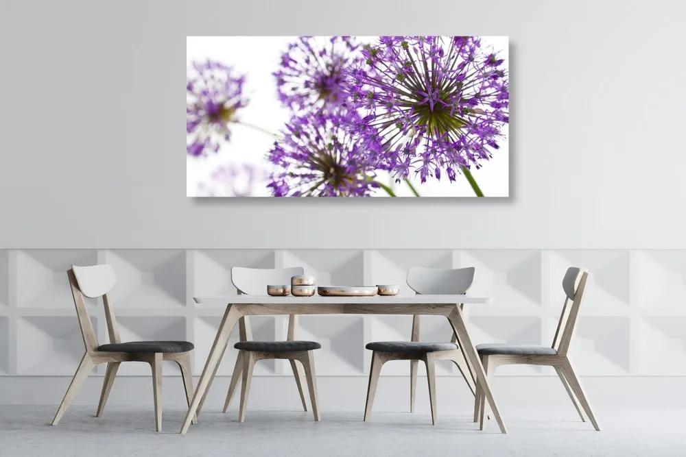 Obraz kvetoucí fialové květy česneku - 120x60 cm