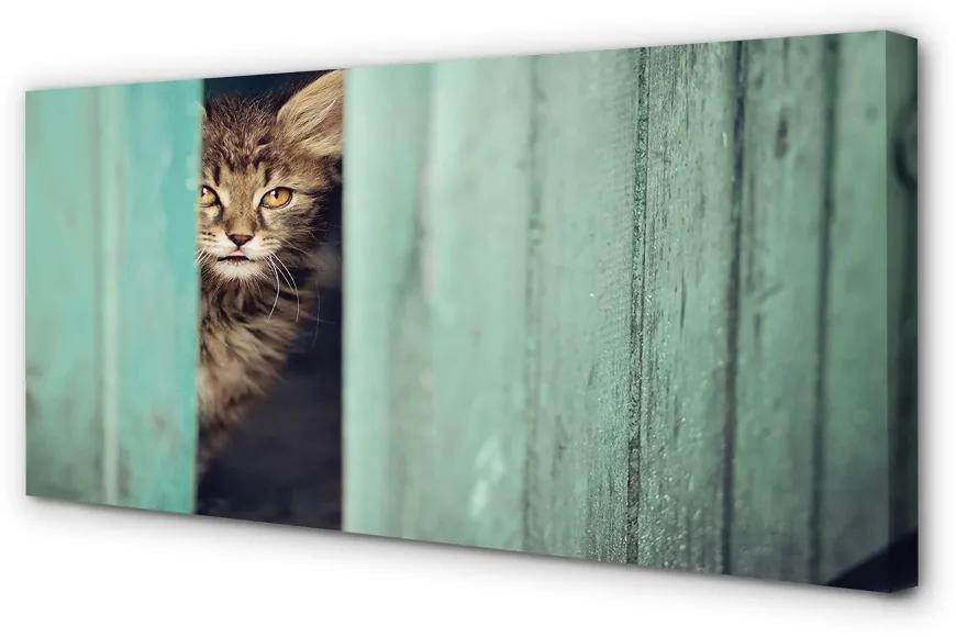 Obrazy na plátně Zaglądający cat 100x50cm