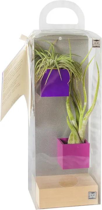 Sgaravatti Trend Set 2ks malých magnetických květináčů s šedivým podstavcem a rostlinami, fialová