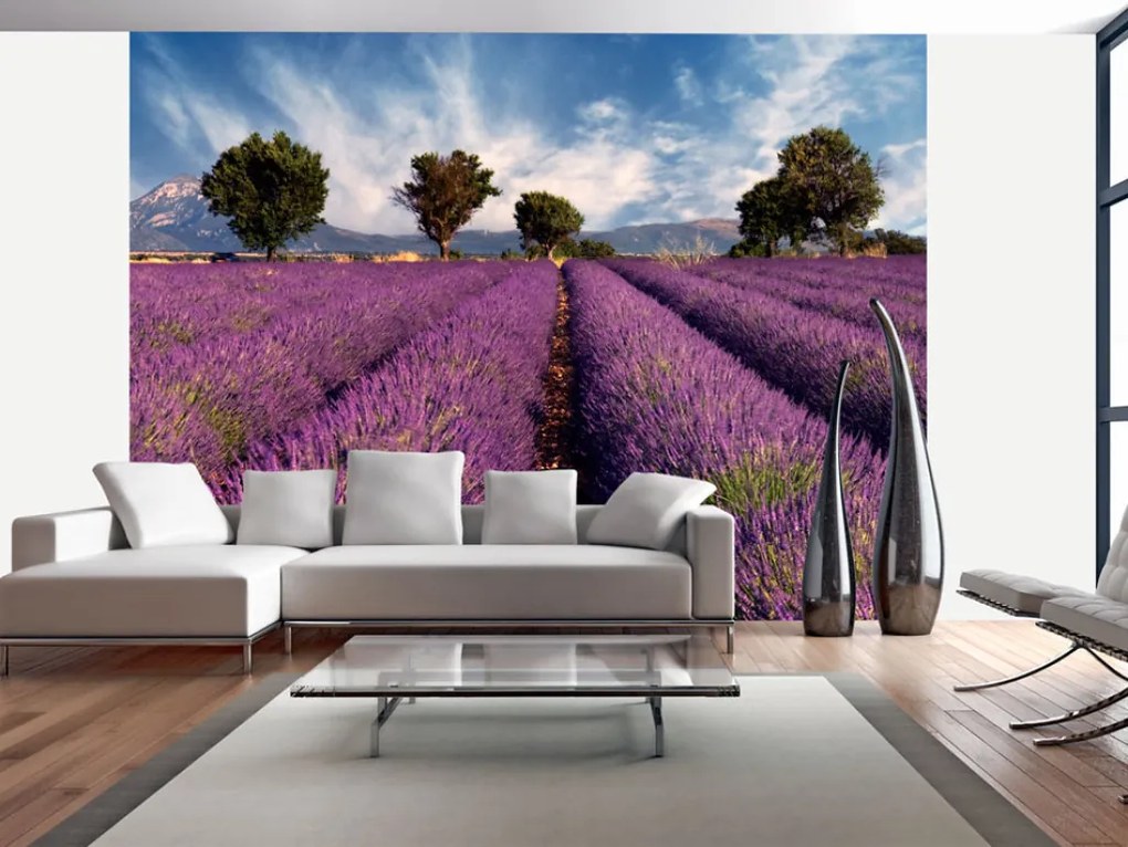 Fototapeta Lavender field in Provence, France