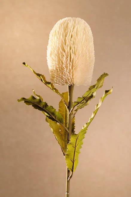 Paramit DRY BANKSIA Aranžovací květina bílá 65 cm