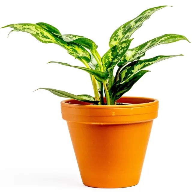 Aglaonema Maria, průměr 12-14 cm