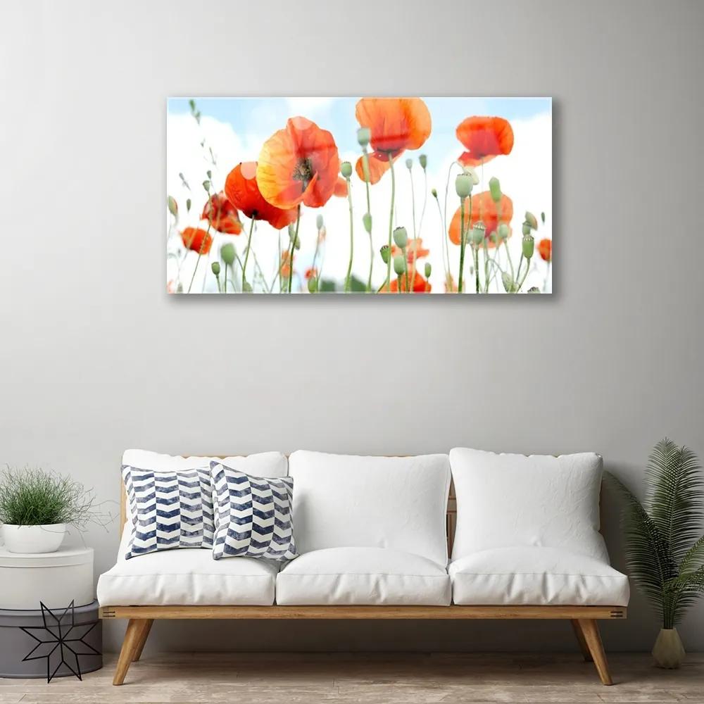 Plexisklo-obraz Květiny Máky Louka Pole Příroda 100x50 cm