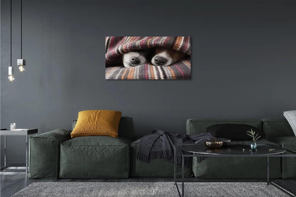 Obrazy na plátně spící psi 140x70 cm